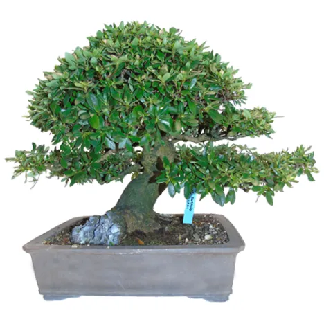 Miyagi Bonsai - Bonsai Trees For Sale London