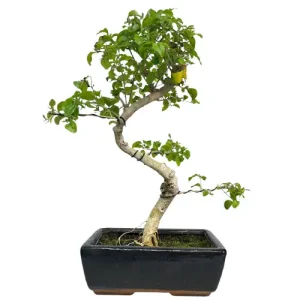 Mandarin Indoor Bonsai Tree - Miyagi Bonsai