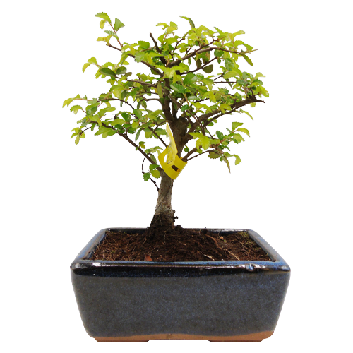 Miyagi Bonsai - Bonsai Trees For Sale