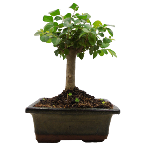 Miyagi Bonsai - Bonsai Trees For Sale London