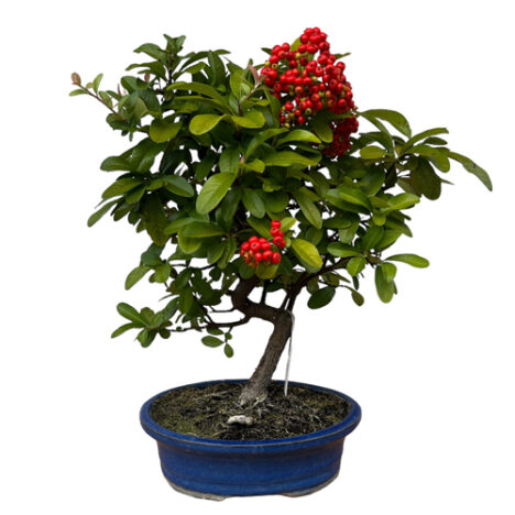 Miyagi Bonsai - Bonsai Trees For Sale London