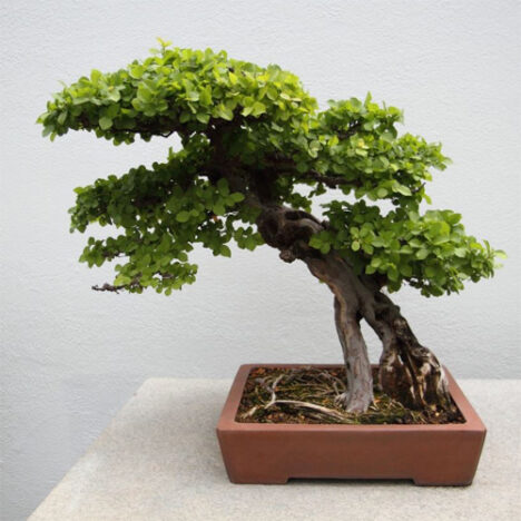 Meaning of Bonsai: Symbolism, History, and What Bonsai Represents ...