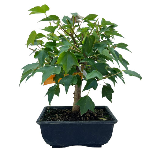 Miyagi Bonsai - Bonsai Trees For Sale London