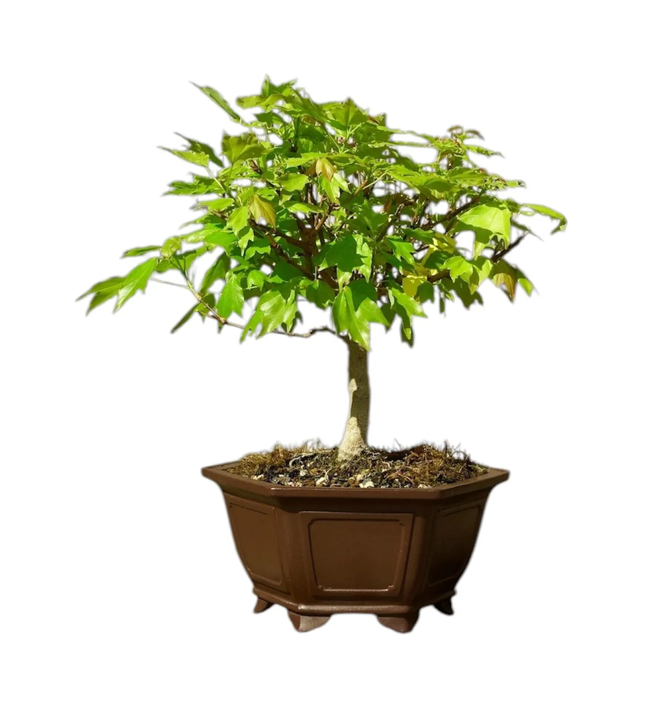 Trident Maple Bonsai Tree 36cm - Miyagi Bonsai