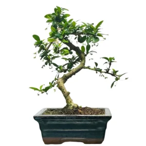 Beautiful Fukien Tea Tree 23cm - Miyagi Bonsai