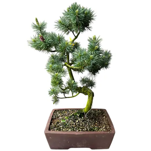 Japanese White Pine Bonsai Tree 40cm - Miyagi Bonsai