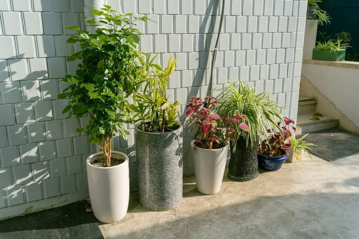 Popular Houseplants: Beginner’s Guide to Easy Indoor Plants - Miyagi Bonsai