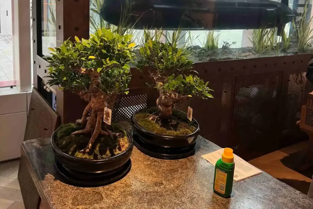How to Feed Bonsai Trees | Beginner's Guide to Bonsai Fertilising ...