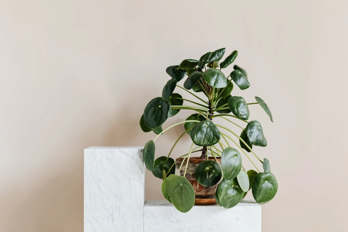 Money Plants for Beginners | Easy Care Guide & Best Indoor Money Trees ...