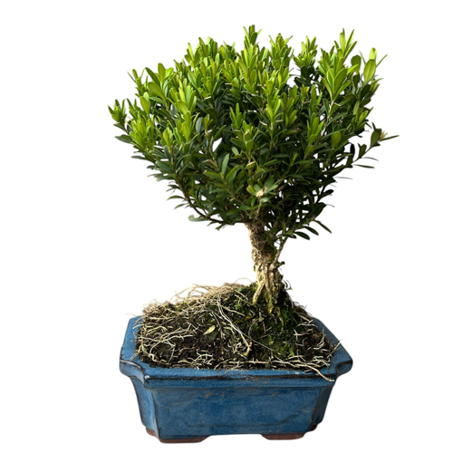 Pretty Chinese Box Tree 25cm - Miyagi Bonsai