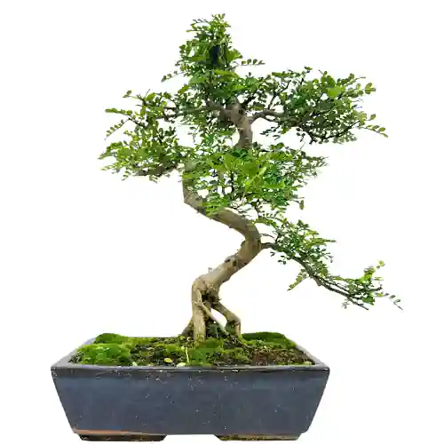 Aromatic Japanese Pepper Tree 50cm - Miyagi Bonsai