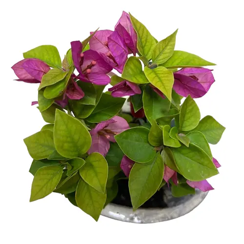 Top Flowering Bonsai Trees for Indoors | Best Indoor Flowering Species ...