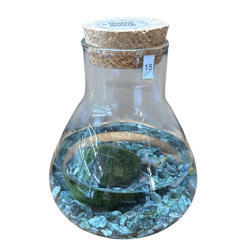 Marimo Moss Ball - Miyagi Bonsai