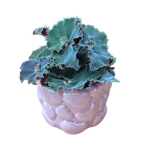 Spiky Begonia 15cm - Miyagi Bonsai