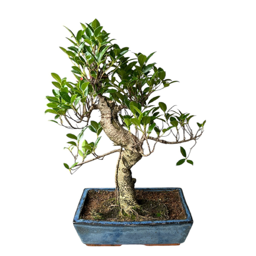 Tall Ficus 58cm - Miyagi Bonsai
