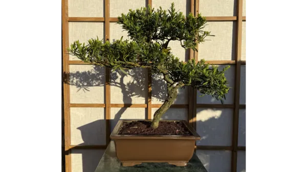 Best Indoor Bonsai Trees for Beginners (Easy, Low-Maintenance Choices)