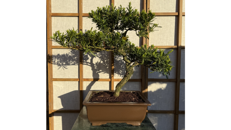 Does a Bonsai Tree Need Direct Sunlight? Indoor & Outdoor Light ...