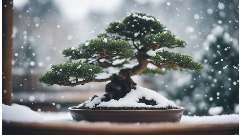 Can Bonsai Stay Outside in Winter? - Miyagi Bonsai