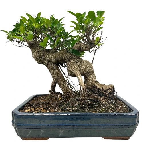 Thick Trunk Small Ficus 50cm - Miyagi Bonsai