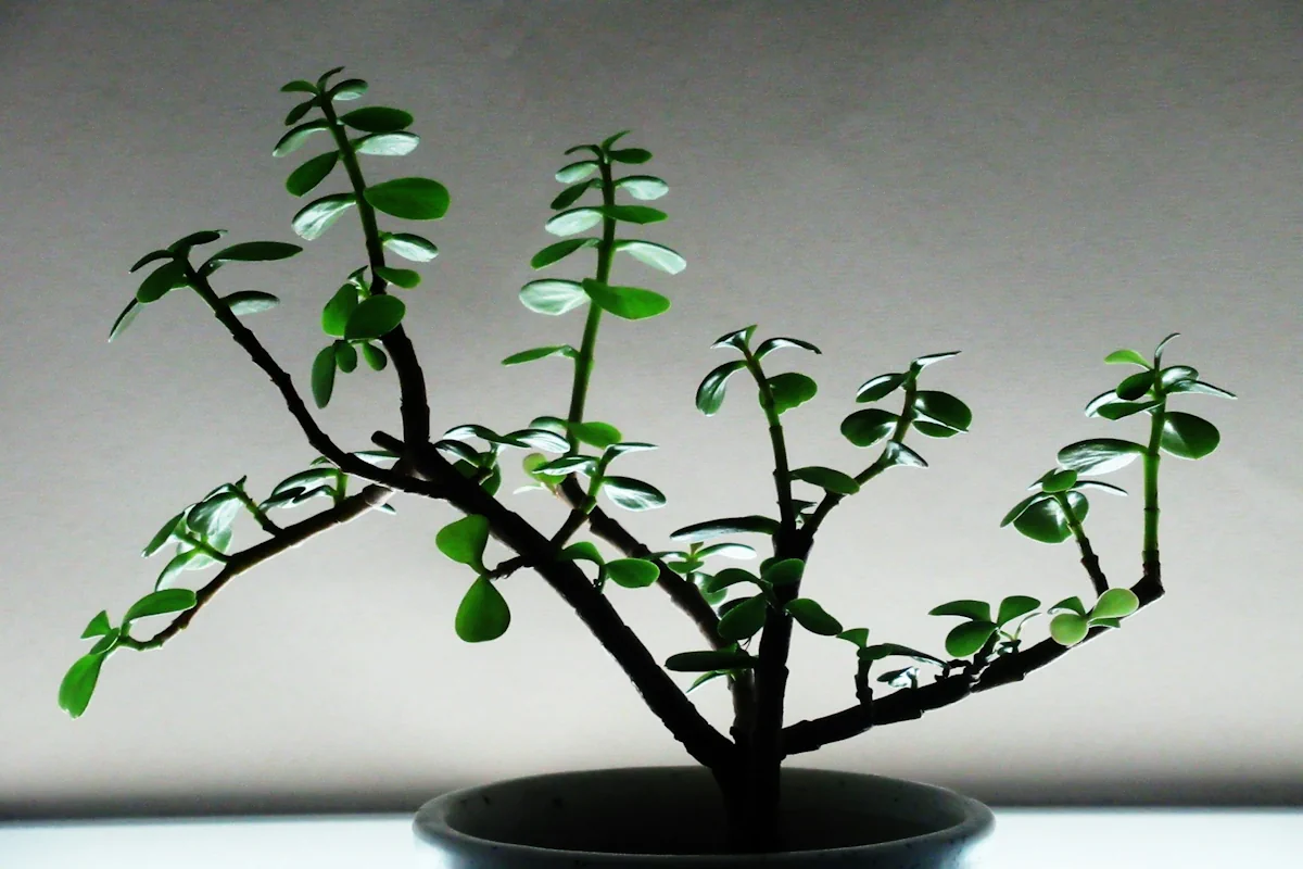 How Long Does a Bonsai Tree Take to Grow? Timelines Explained - Miyagi ...