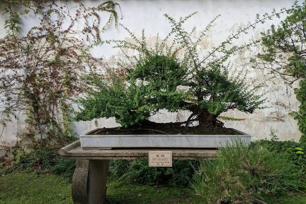 Hardy Outdoor Bonsai Trees: Best Species for Gardens & Cold Climates ...