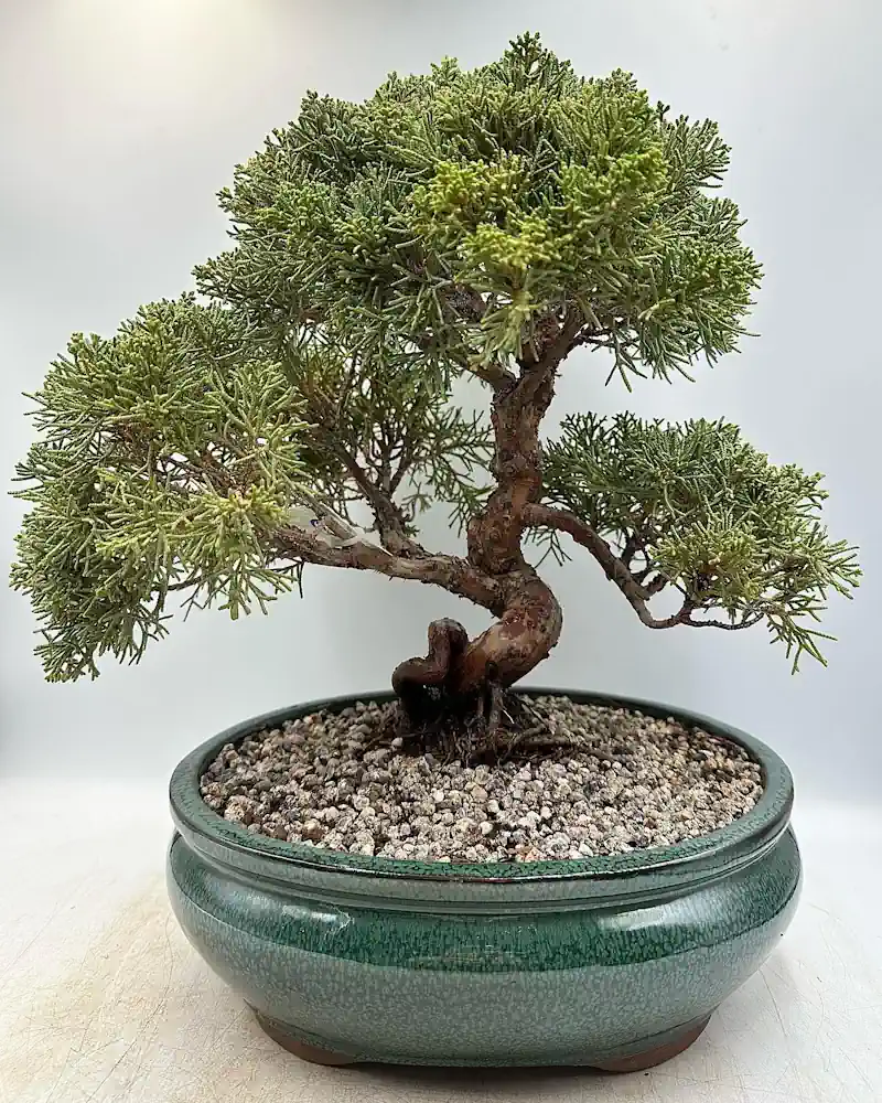 Bonsai Tree Types: Indoor & Outdoor Species Guide - Miyagi Bonsai