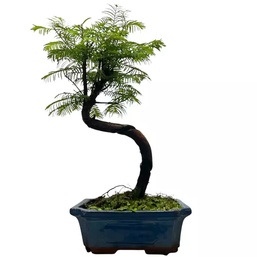 Dawn Redwood 40cm – Miyagi Bonsai