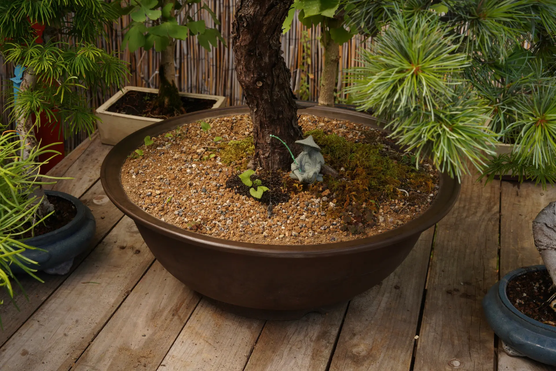 Best Ground Cover for a Bonsai Tree (Moss, Plants & Gravel Compared ...