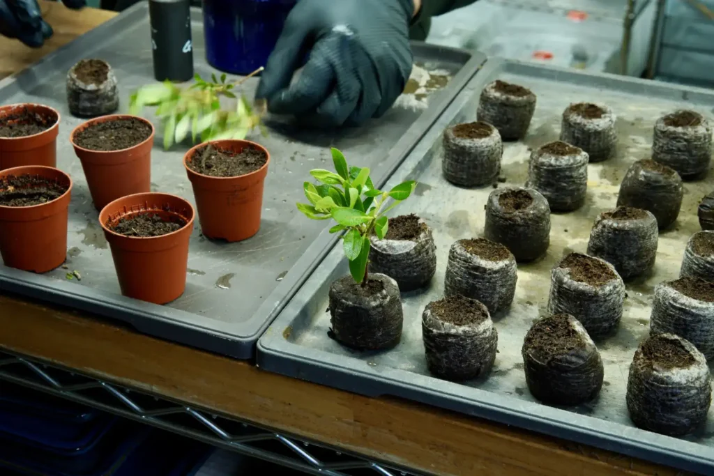 Advanced Bonsai Techniques: A Beginner’s Guide to Mastery - Miyagi Bonsai