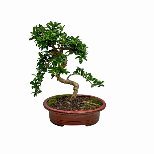 Carmona microphylla - Fukien Tea Tree 42cm Miyagi Bonsai