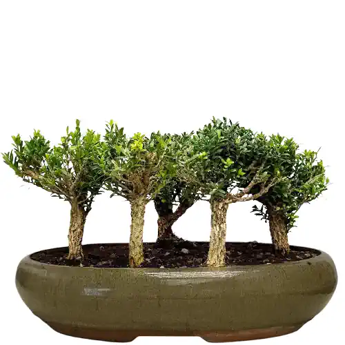 Chinese Box Tree 23cm - Miyagi Bonsai
