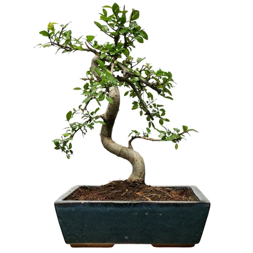 Chinese Elm 42cm Miyagi Bonsai