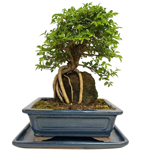 Root Over Rock Chinese Elm 32cm Miyagi Bonsai