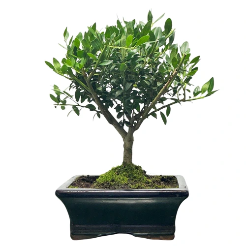 Japanese Holly 29cm - Miyagi Bonsai