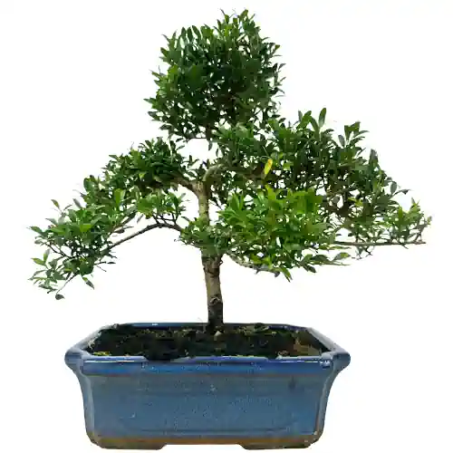 Meaning of Bonsai: Symbolism, History, and What Bonsai Represents ...
