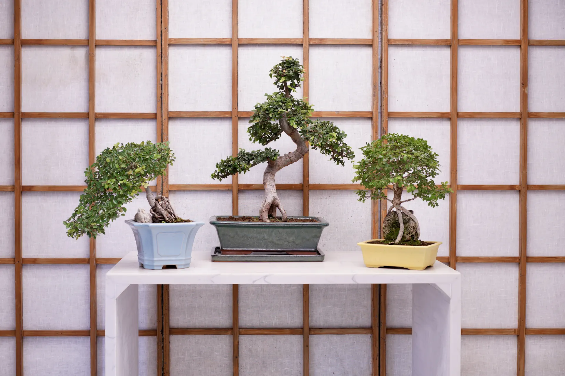 Best Indoor Bonsai Trees for Beginners (Easy, Low-Maintenance Choices)