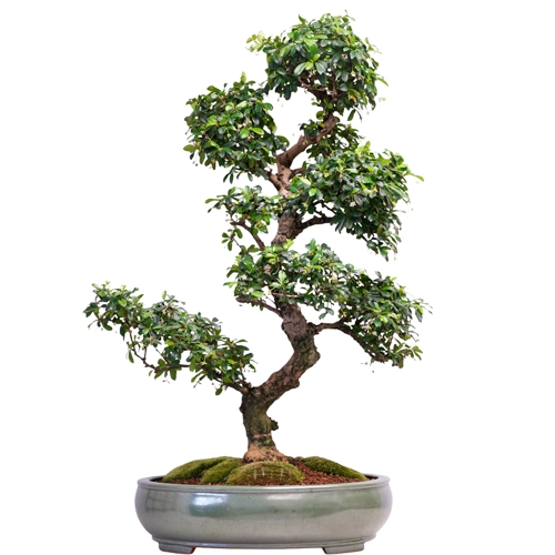 Carmona microphylla - Fukien Tea Tree 95cm Miyagi Bonsai