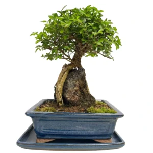 Root Over Rock Chinese Elm 35cm Miyagi Bonsai