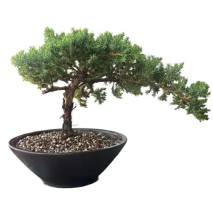Best Way to Water a Bonsai Tree: Proper Techniques Explained - Miyagi ...