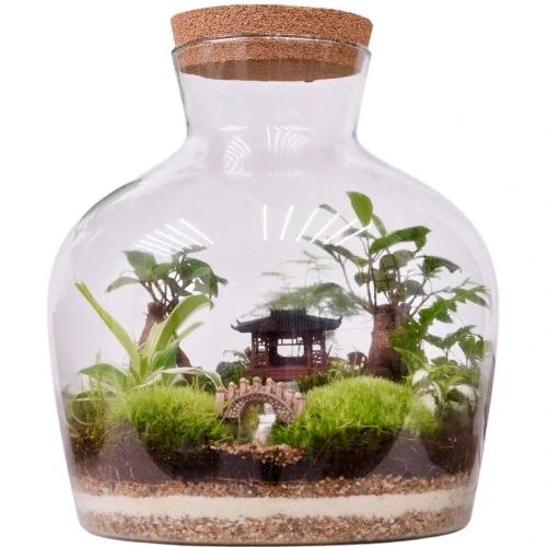 Well Arranged Terrarium - Miyagi Bonsai