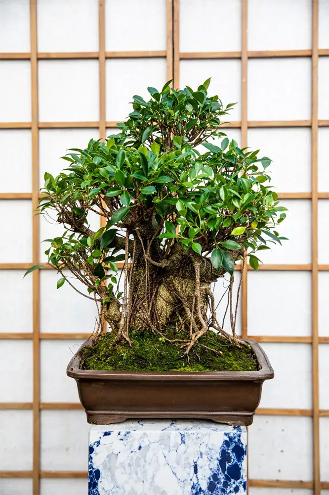Hardy Outdoor Bonsai Trees: Best Species for Gardens & Cold Climates ...