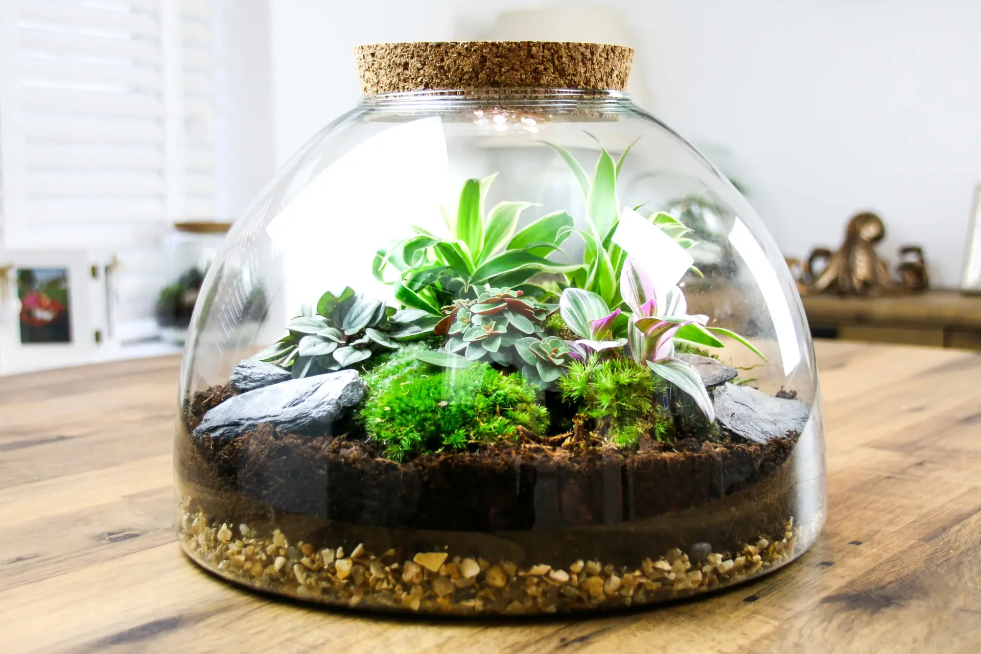 Discover What Are Terrariums: Types, Benefits, and Requirements