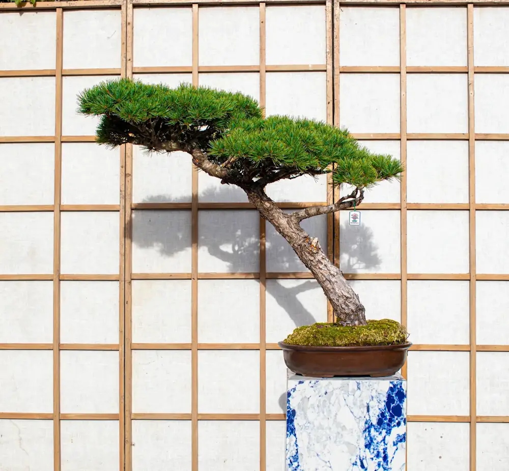 Seasonal Bonsai Care Guide: How to Care for Bonsai Trees Year Round ...