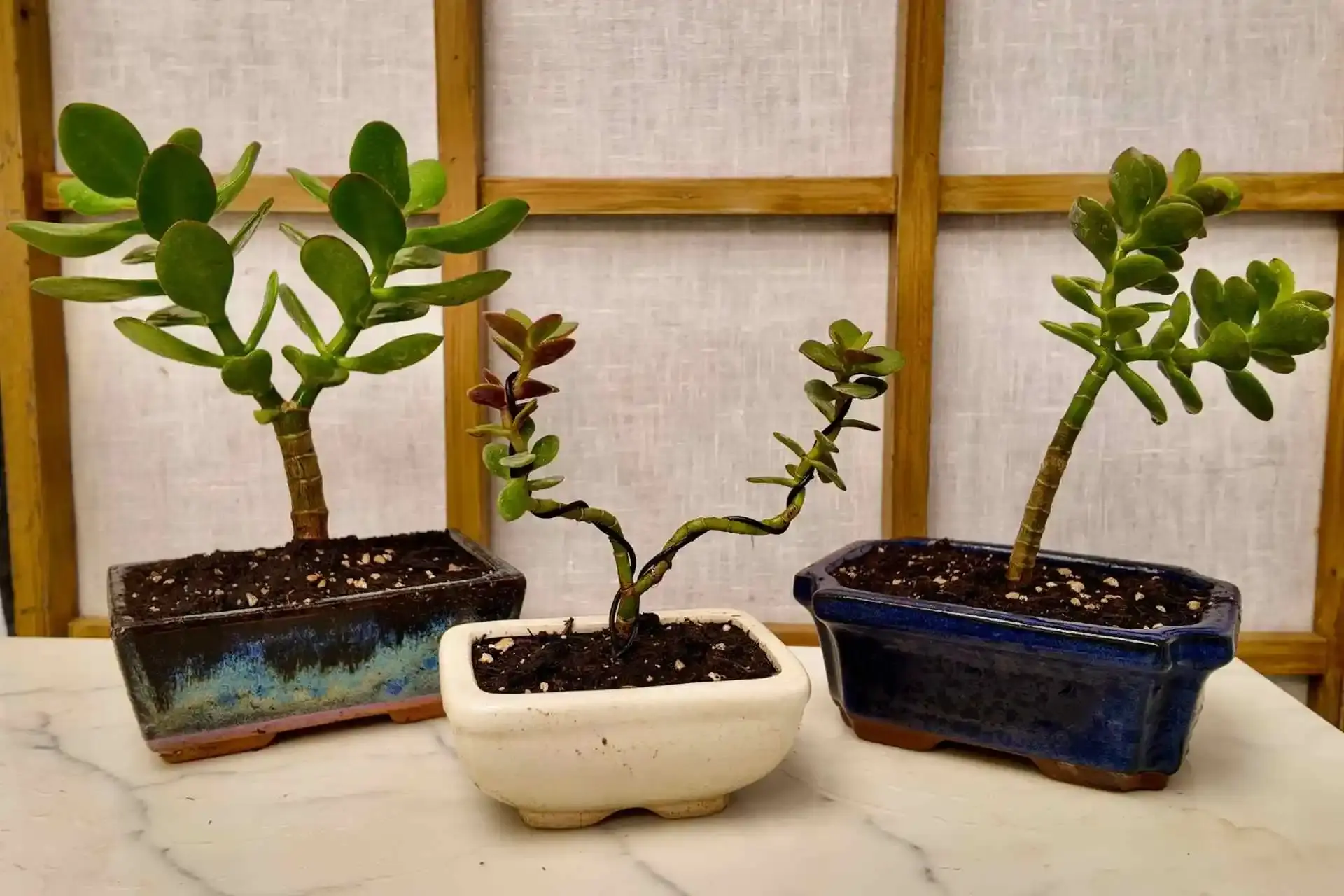 What is the Easiest Bonsai Tree to Take Care of? - Miyagi Bonsai