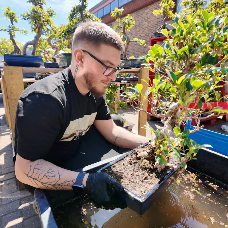 Best Way to Water a Bonsai Tree: Proper Techniques Explained - Miyagi ...