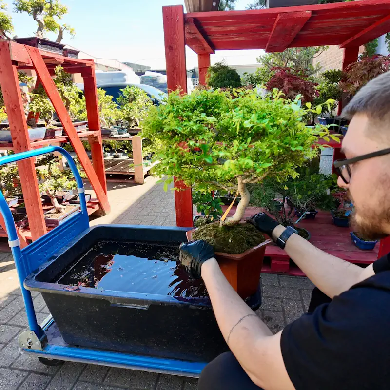 Bonsai Beginner Mistakes to Avoid in Winter | Essential UK Care Guide ...