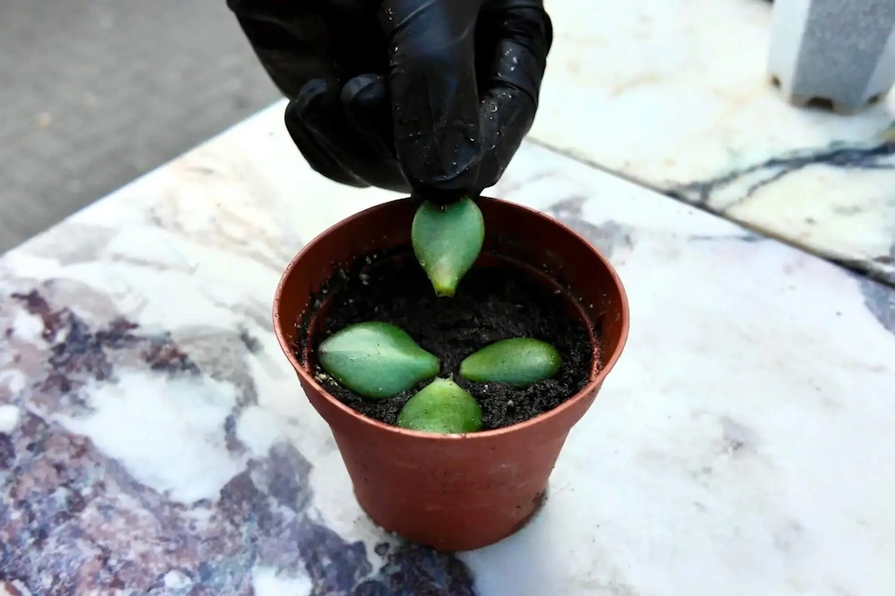 How to Propagate a Jade Plant (Easy Step-by-Step from Cuttings ...