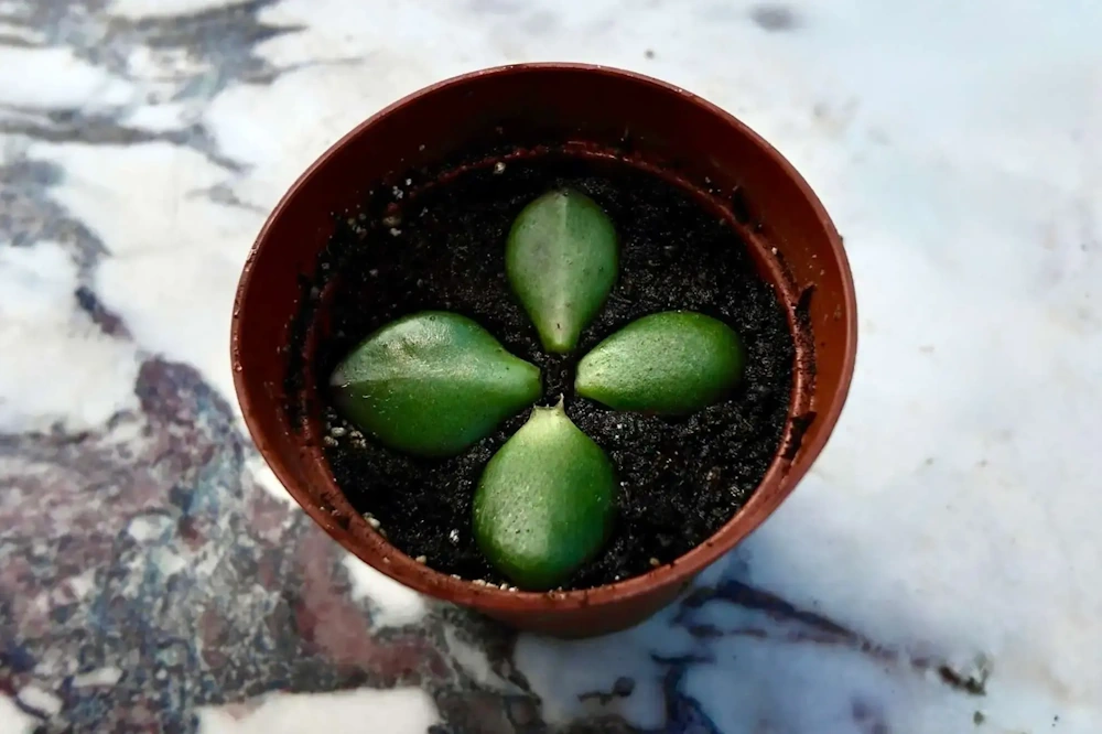 How to Propagate a Jade Plant (Easy Step-by-Step from Cuttings ...
