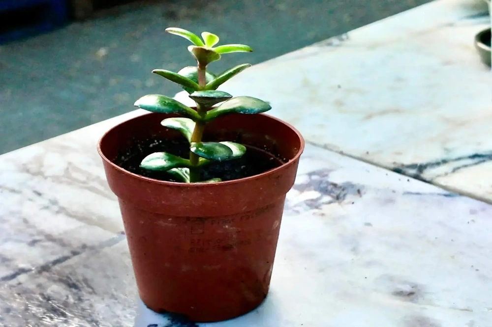 How to Propagate Jade Plant - Miyagi Bonsai