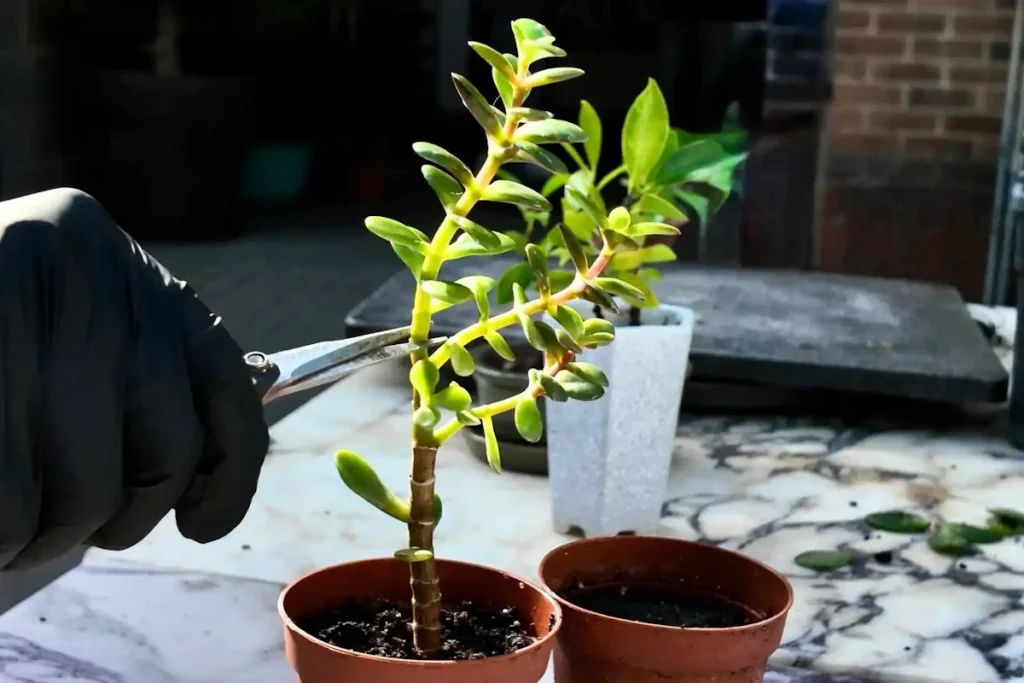 How to Propagate a Jade Plant (Easy Step-by-Step from Cuttings) - Miyagi Bonsai